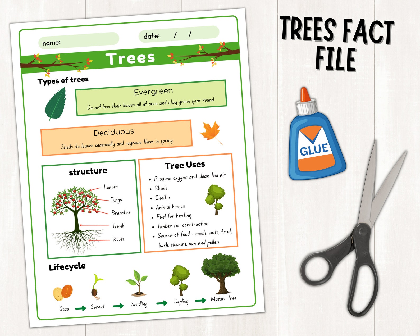 Parts of a Tree Labeling Activity | Tree Life Cycle Worksheet | Tree ...