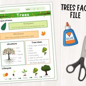 Parts of a Tree Labeling Activity | Tree Life Cycle Worksheet | Tree ...