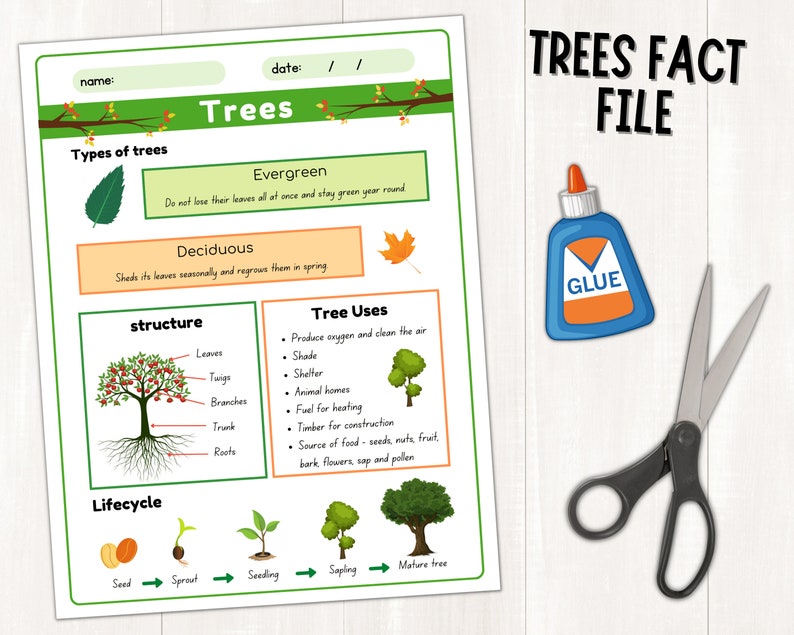 Parts of a Tree Labeling Activity | Tree Life Cycle Worksheet | Tree ...