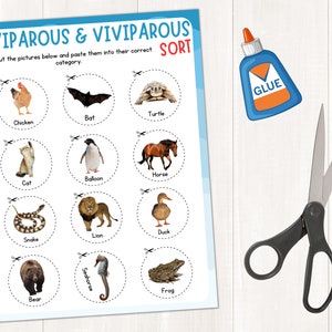 Oviparous and Viviparous Animal Sorting Activity | Real Pictures | Cut ...