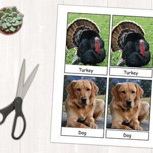Farm Animals Montessori 3-part Cards | Farm Animal Flashcards With Real ...