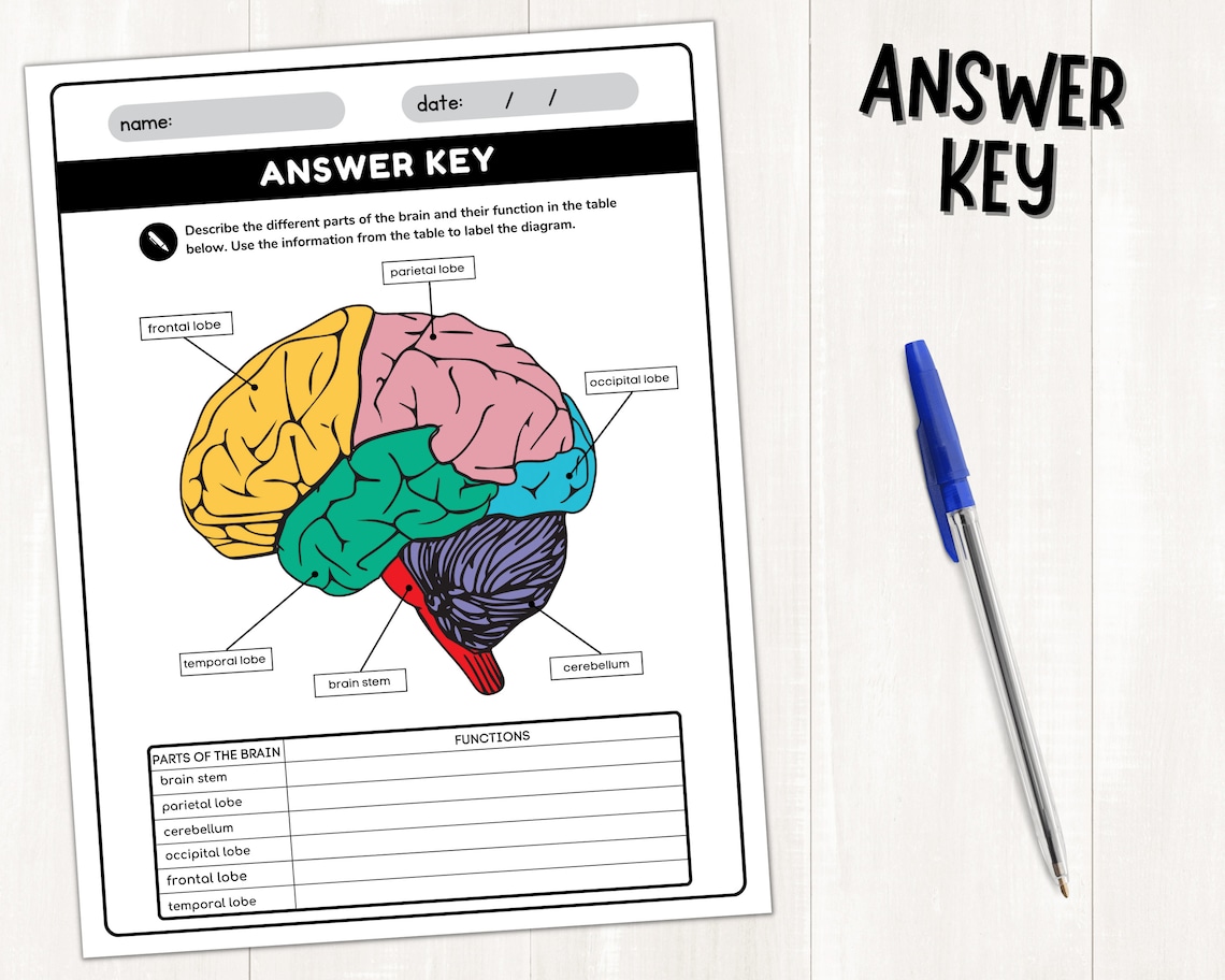 Human Brain Parts Labeling Worksheet | Anatomy of the Brain | Parts of ...
