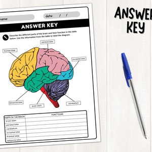 Human Brain Parts Labeling Worksheet | Anatomy of the Brain | Parts of ...
