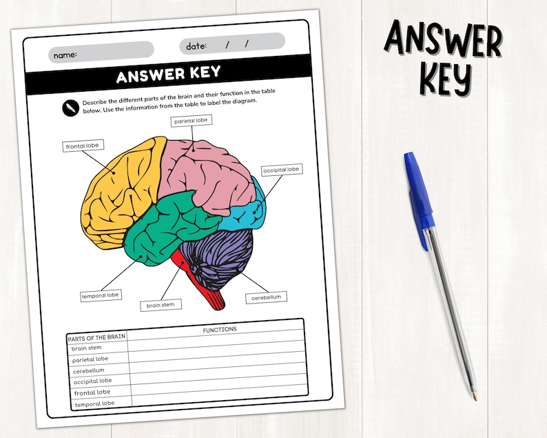Human Brain Parts Labeling Worksheet | Anatomy of the Brain | Parts of ...