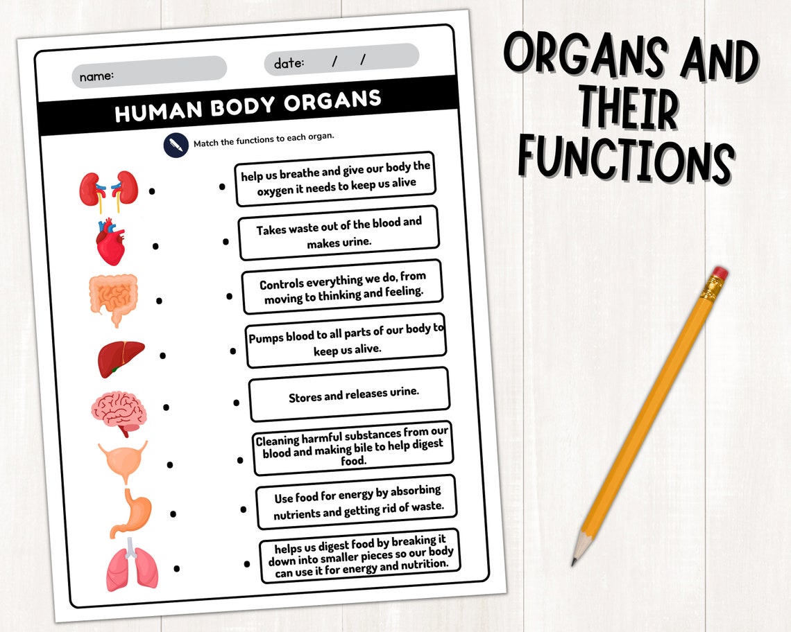 Human Body Organs Worksheets | Human Body Anatomy for Kids | Printable ...