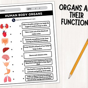 Human Body Organs Worksheets | Human Body Anatomy for Kids | Printable ...