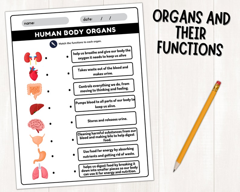 Human Body Organs Worksheets | Human Body Anatomy for Kids | Printable ...
