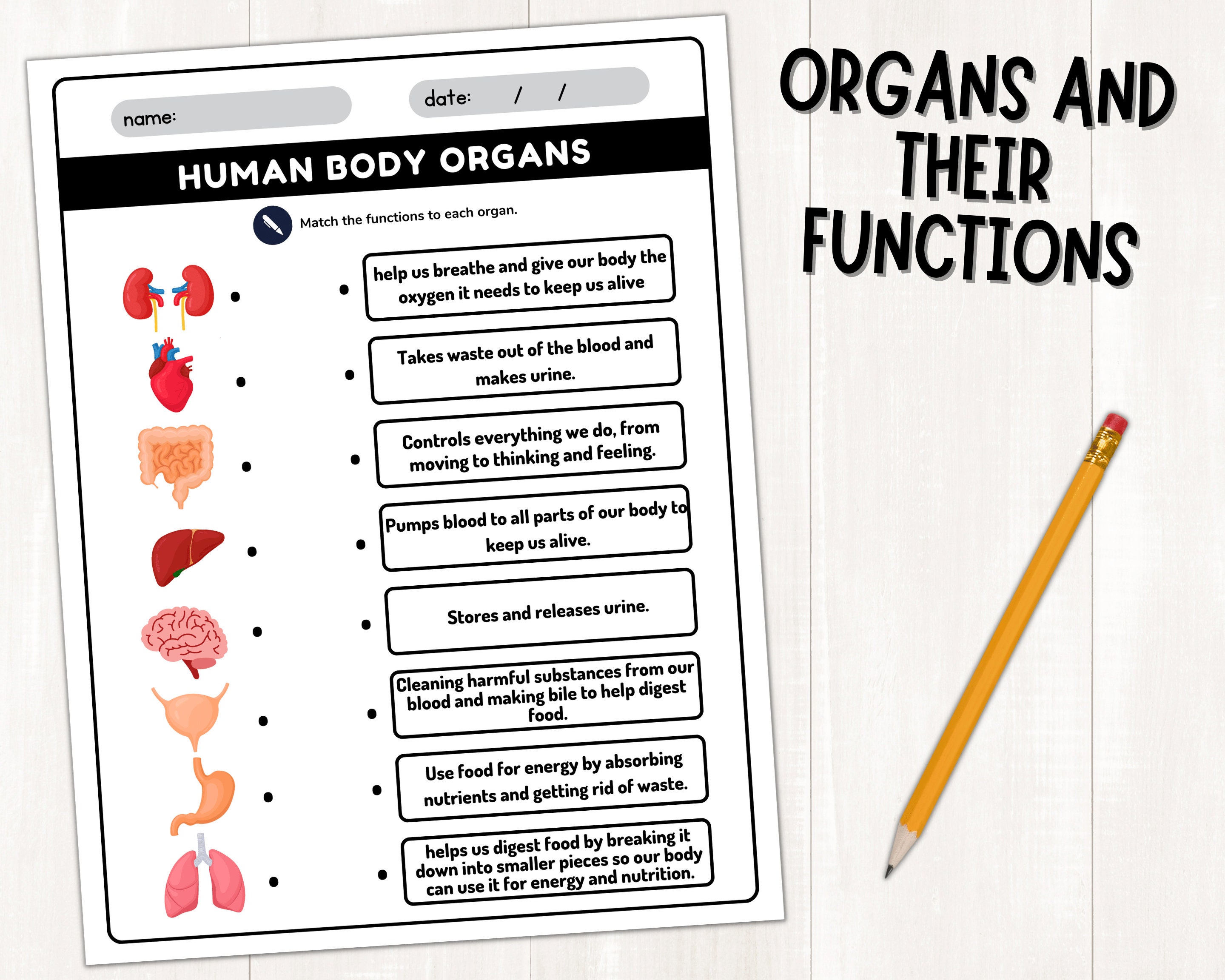 Human Body Internal Organs Worksheet at Dalton Finn blog