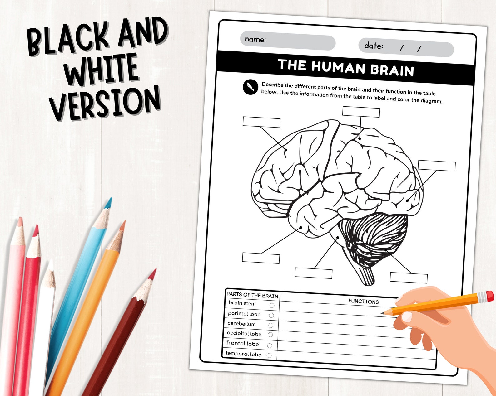 Human Brain Parts Labeling Worksheet | Anatomy of the Brain | Parts of ...
