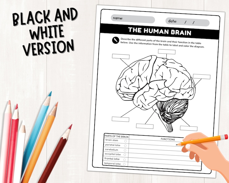 Human Brain Parts Labeling Worksheet | Anatomy of the Brain | Parts of ...