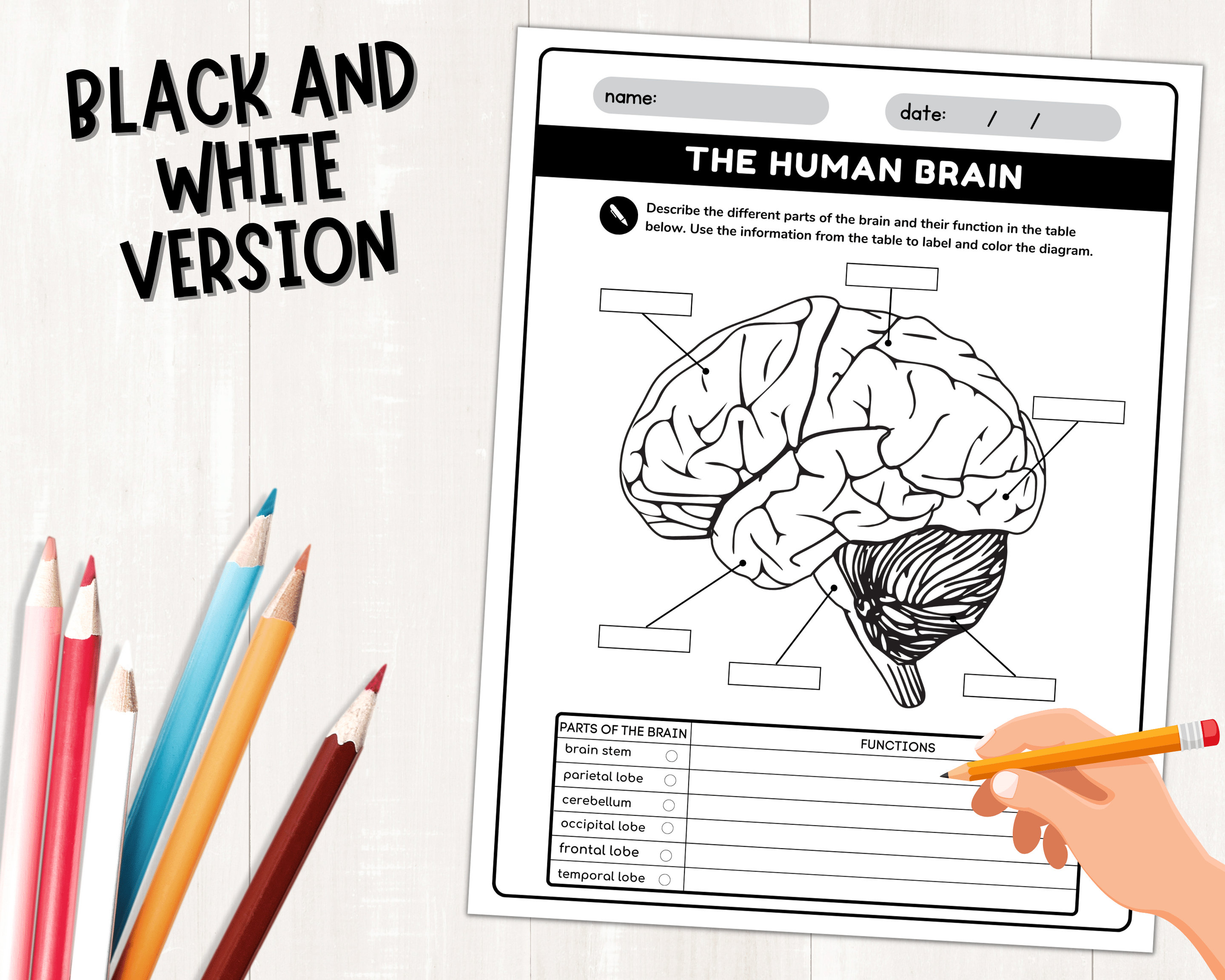 Human Brain Parts Labeling Worksheet | Anatomy of the Brain | Parts of ...