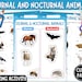 Nocturnal and Diurnal Animals Sorting Activity | Printable | Real ...