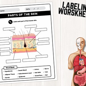 Human Skin Parts Labeling Worksheet | Anatomy of the Skin | Parts of ...