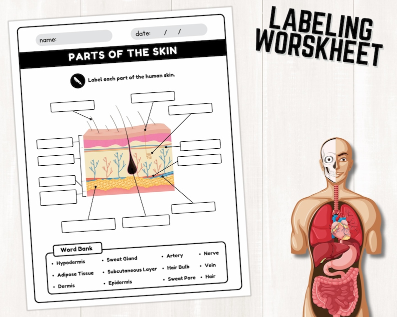 Human Skin Parts Labeling Worksheet | Anatomy of the Skin | Parts of ...