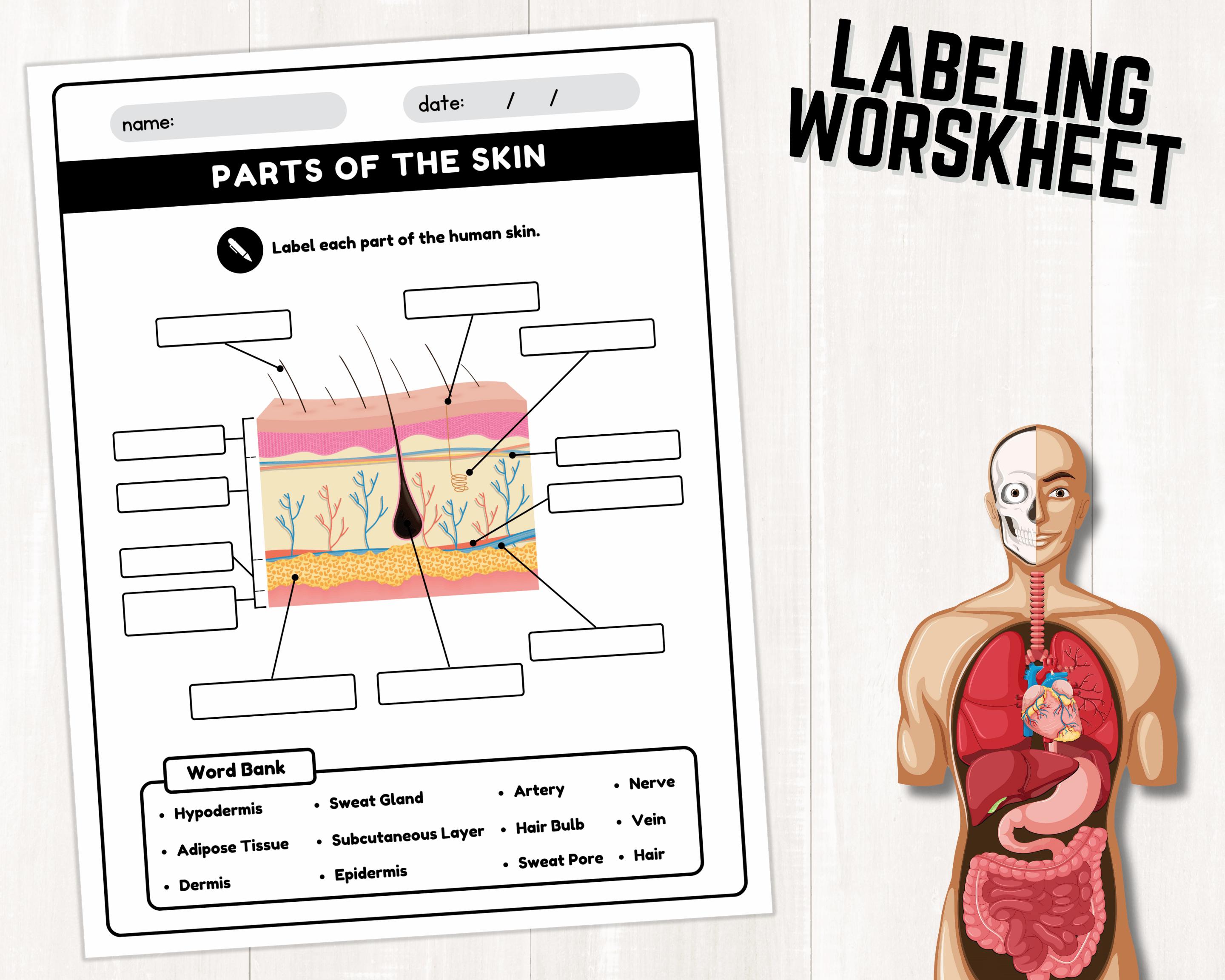 Human Skin Parts Labeling Worksheet | Anatomy of the Skin | Parts of ...