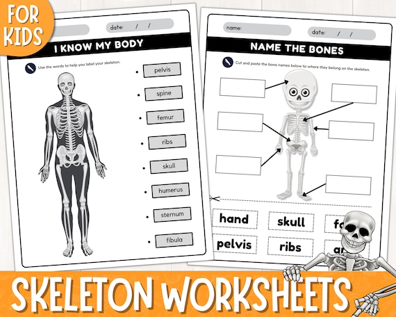 Hojas De Trabajo Sobre Huesos Para Anatomía