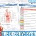 Digestive System Worksheets, Parts of the Digestive System, Digestive ...