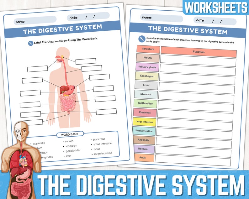 Digestive System Worksheets, Parts of the Digestive System, Digestive ...