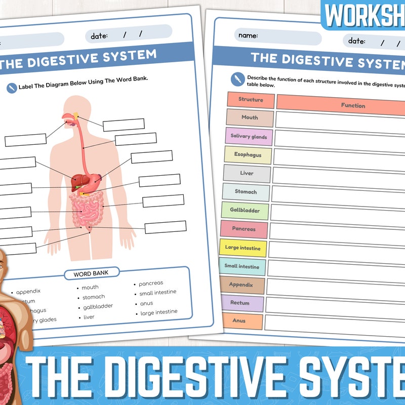 Digestive System - Etsy