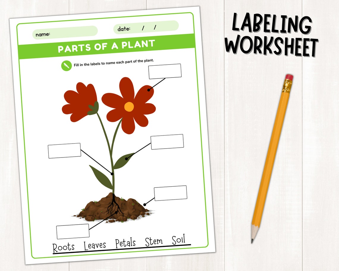 Parts of a Plant Science Activities Printable Plant Labeling Worksheets ...