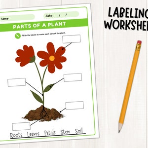 Parts of a Plant Science Activities | Printable Plant Labeling ...