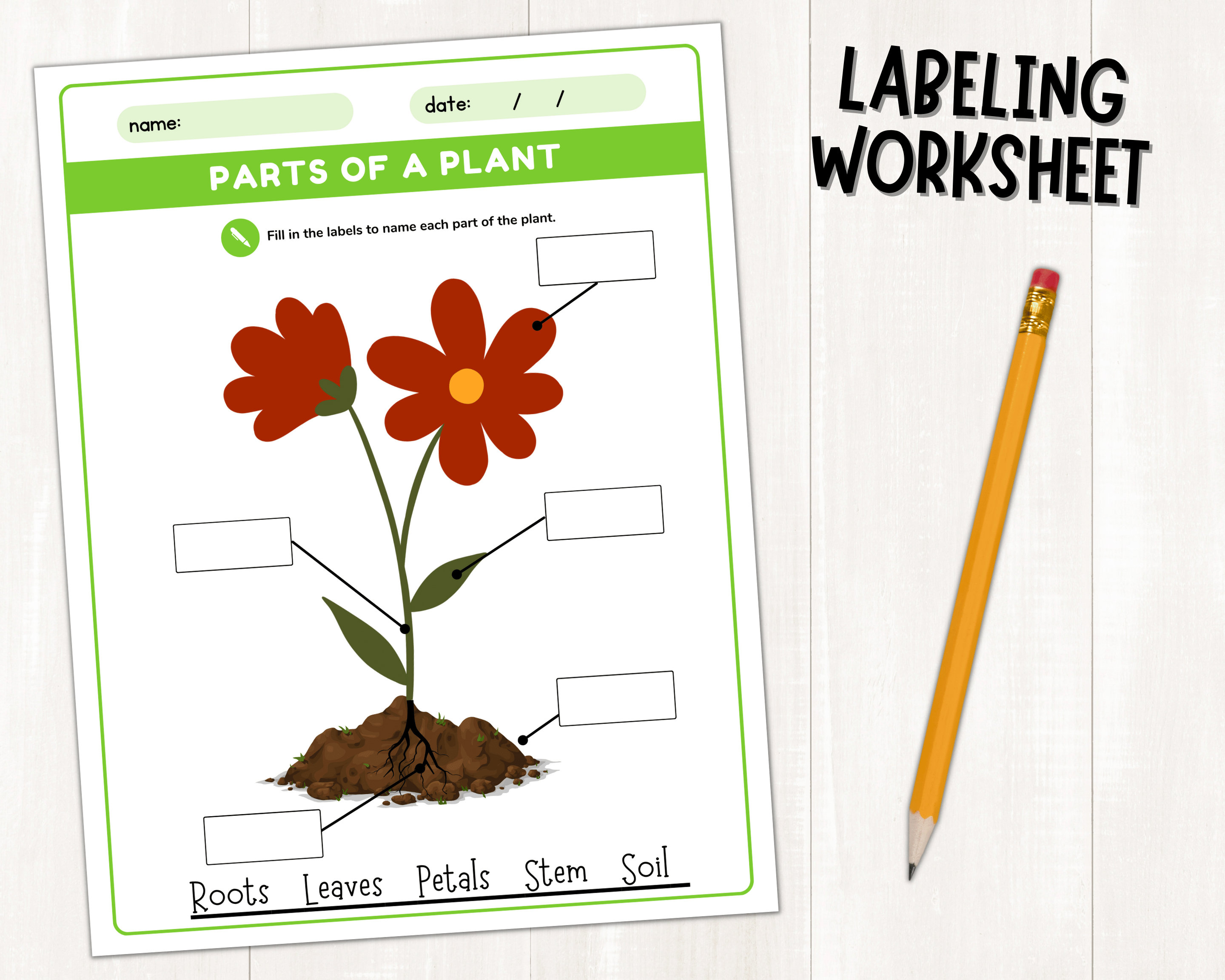 Parts of a Plant Science Activities | Printable Plant Labeling ...