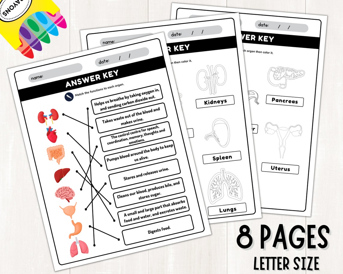 Human Body Organs Worksheets | Human Body Anatomy for Kids | Printable ...