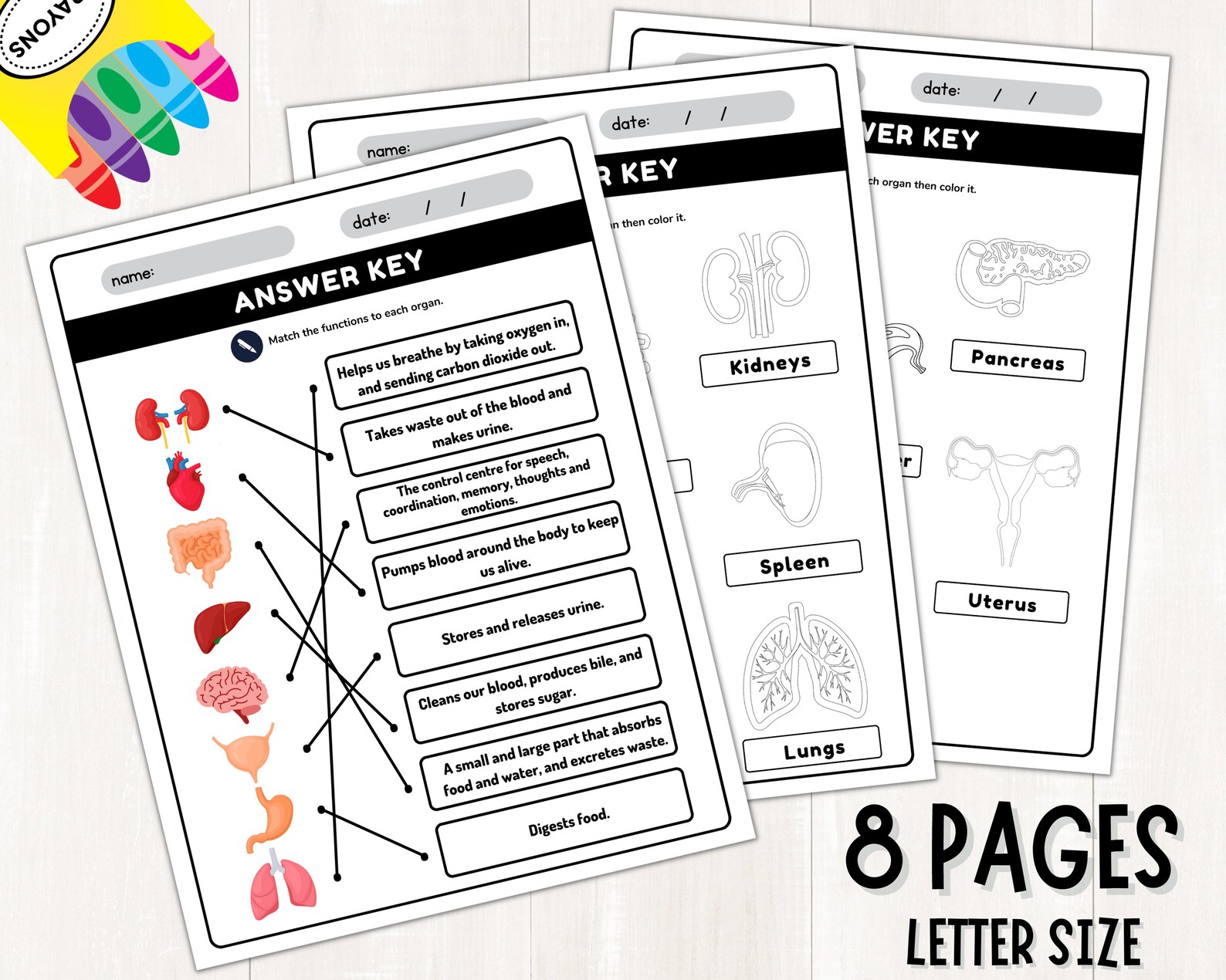 Human Body Organs Worksheets | Human Body Anatomy for Kids | Printable ...
