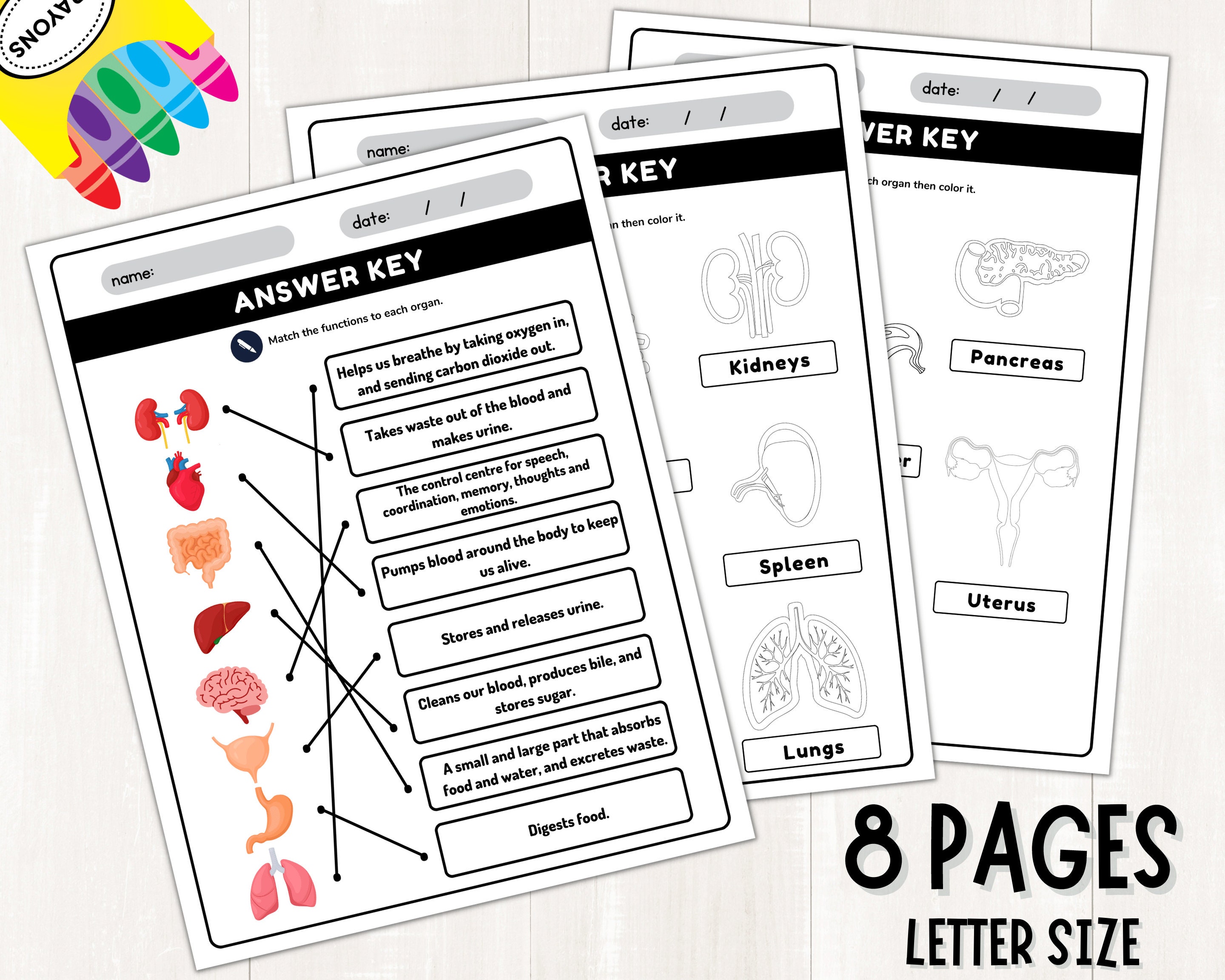 Human Body Organs Worksheets | Human Body Anatomy for Kids | Printable ...