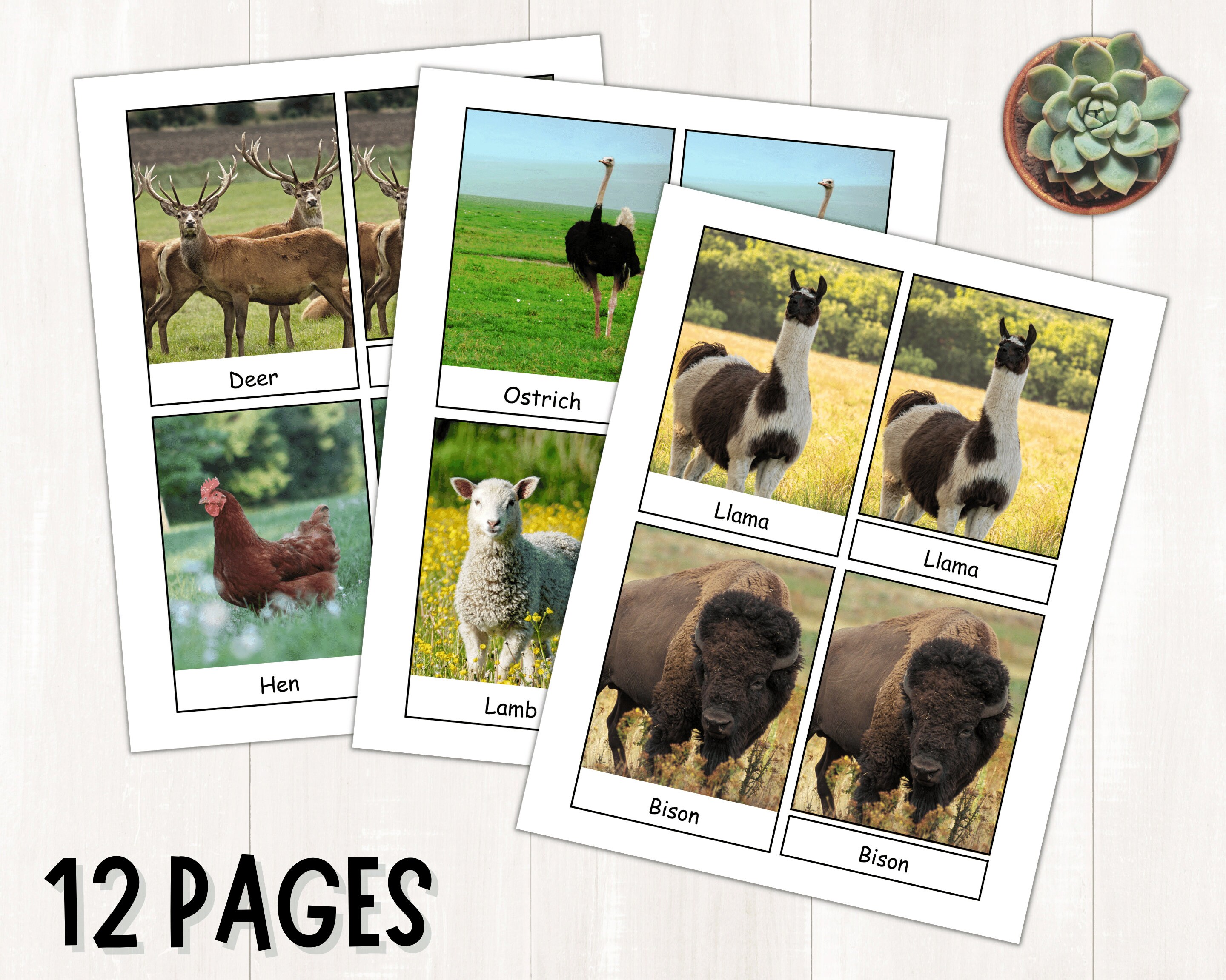 Farm Animals Montessori 3-part Cards | Farm Animal Flashcards With Real ...