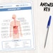 Digestive System Worksheets, Parts of the Digestive System, Digestive ...