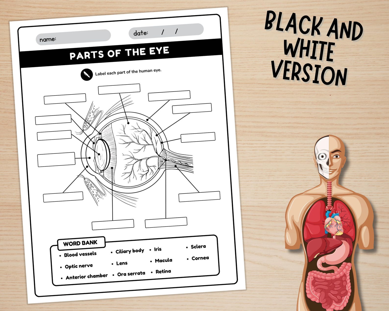 Human Eye Parts Labeling Worksheet | Anatomy of the Eye | Parts of the ...