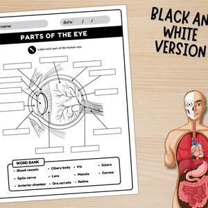 Human Eye Parts Labeling Worksheet | Anatomy of the Eye | Parts of the ...