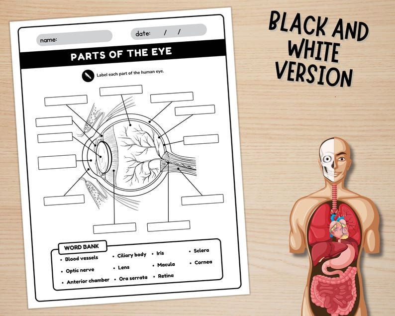 Human Eye Parts Labeling Worksheet | Anatomy of the Eye | Parts of the ...