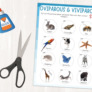 Oviparous and Viviparous Animal Sorting Activity | Real Pictures | Cut ...
