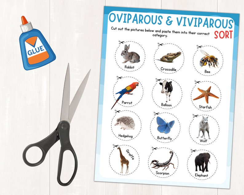 Oviparous and Viviparous Animal Sorting Activity | Real Pictures | Cut ...