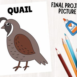 Printable Quail Craft Template | Build a Bird Craft | Color, Cut, and ...