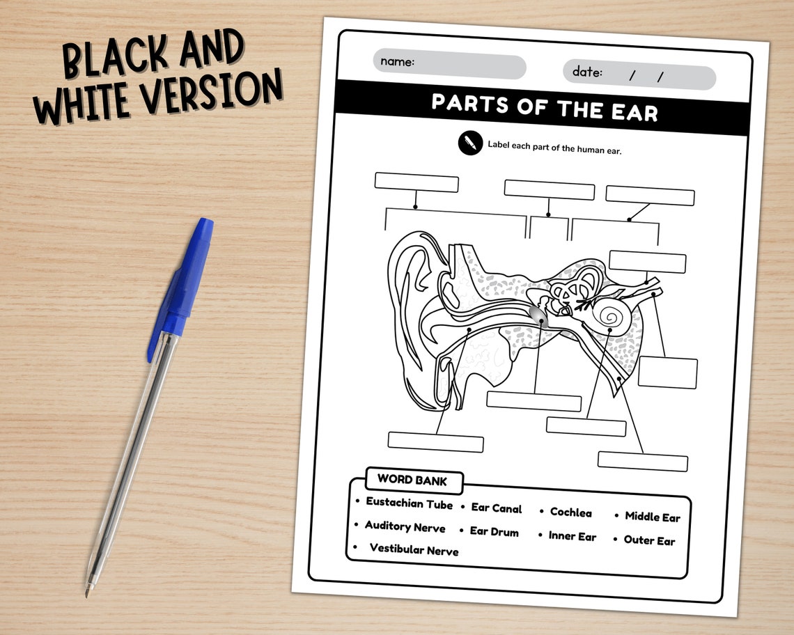 Parts of the Ear Diagram Worksheet | Anatomy of the Ear | Ear Anatomy ...