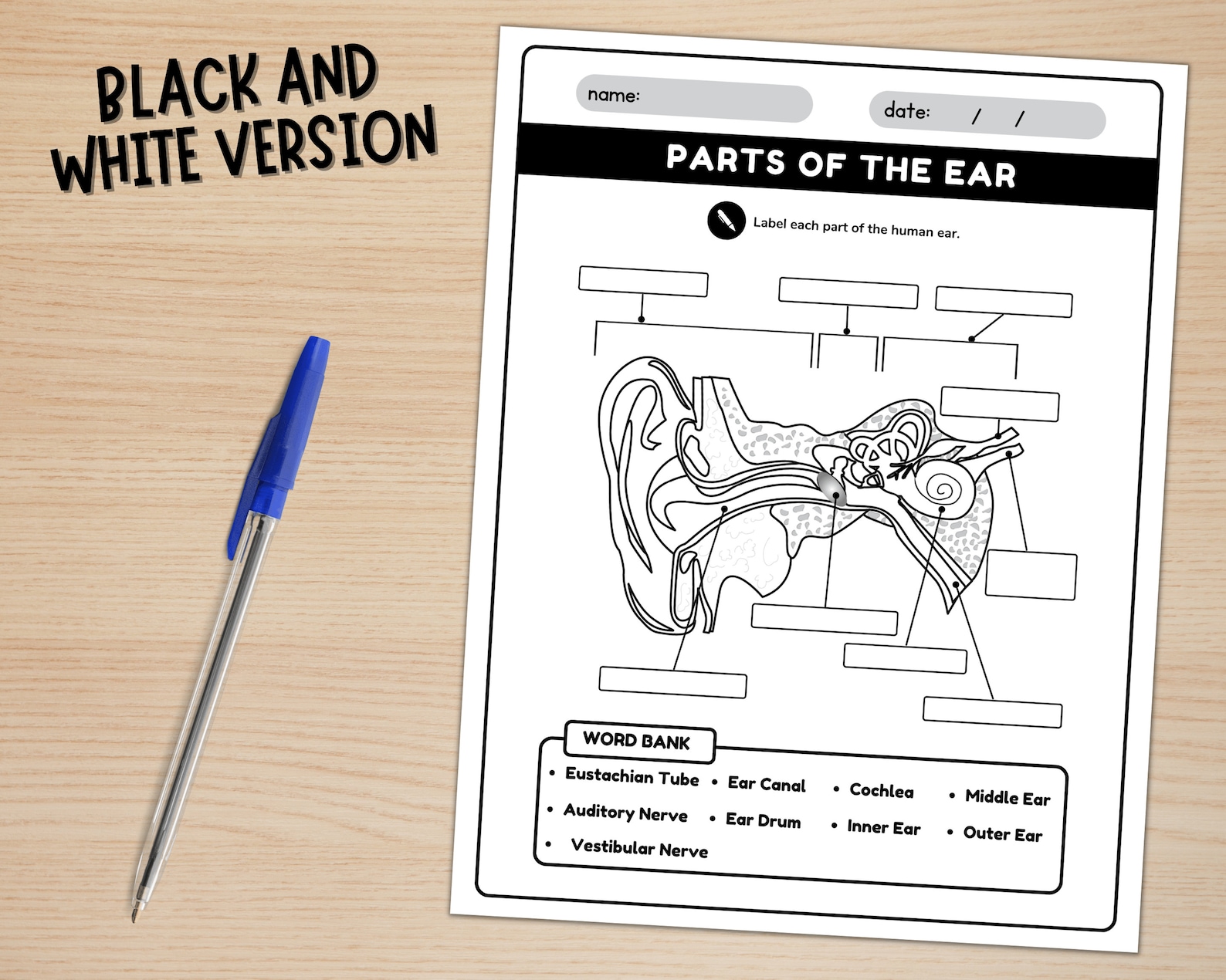 Parts of the Ear Diagram Worksheet | Anatomy of the Ear | Ear Anatomy ...