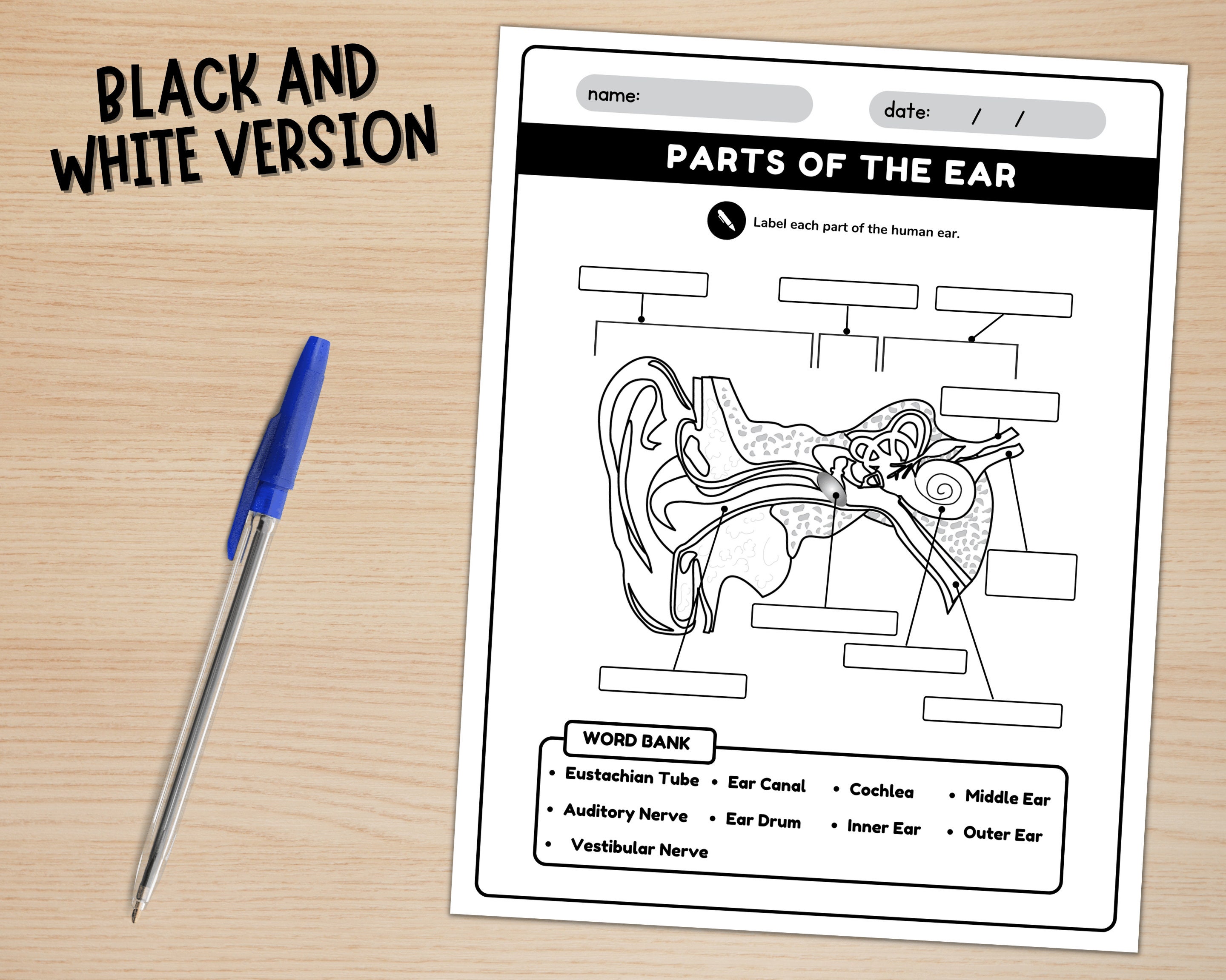 Parts of the Ear Diagram Worksheet | Anatomy of the Ear | Ear Anatomy ...