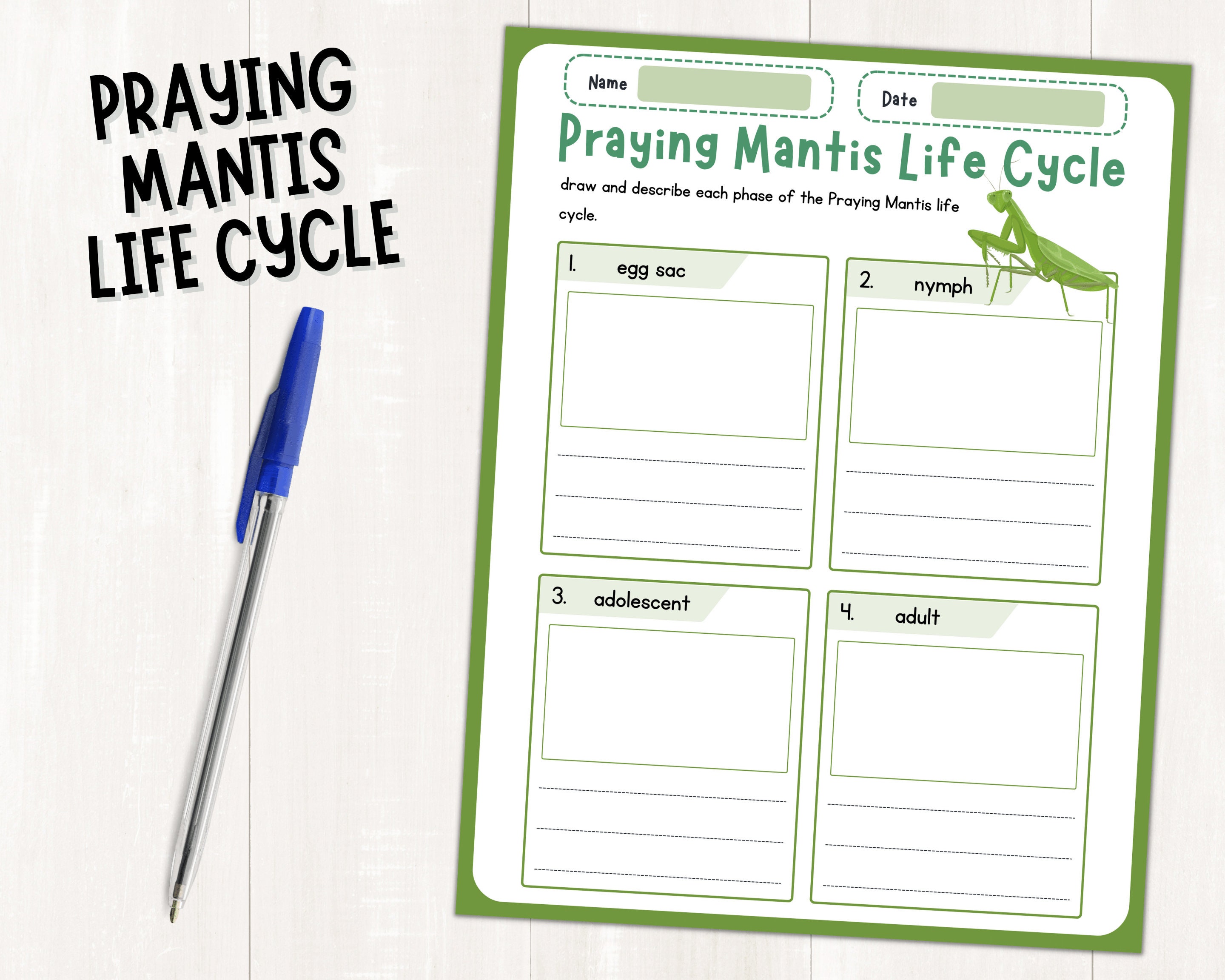 Printable Animal Life Cycle Research Project Templates, Animal Research ...
