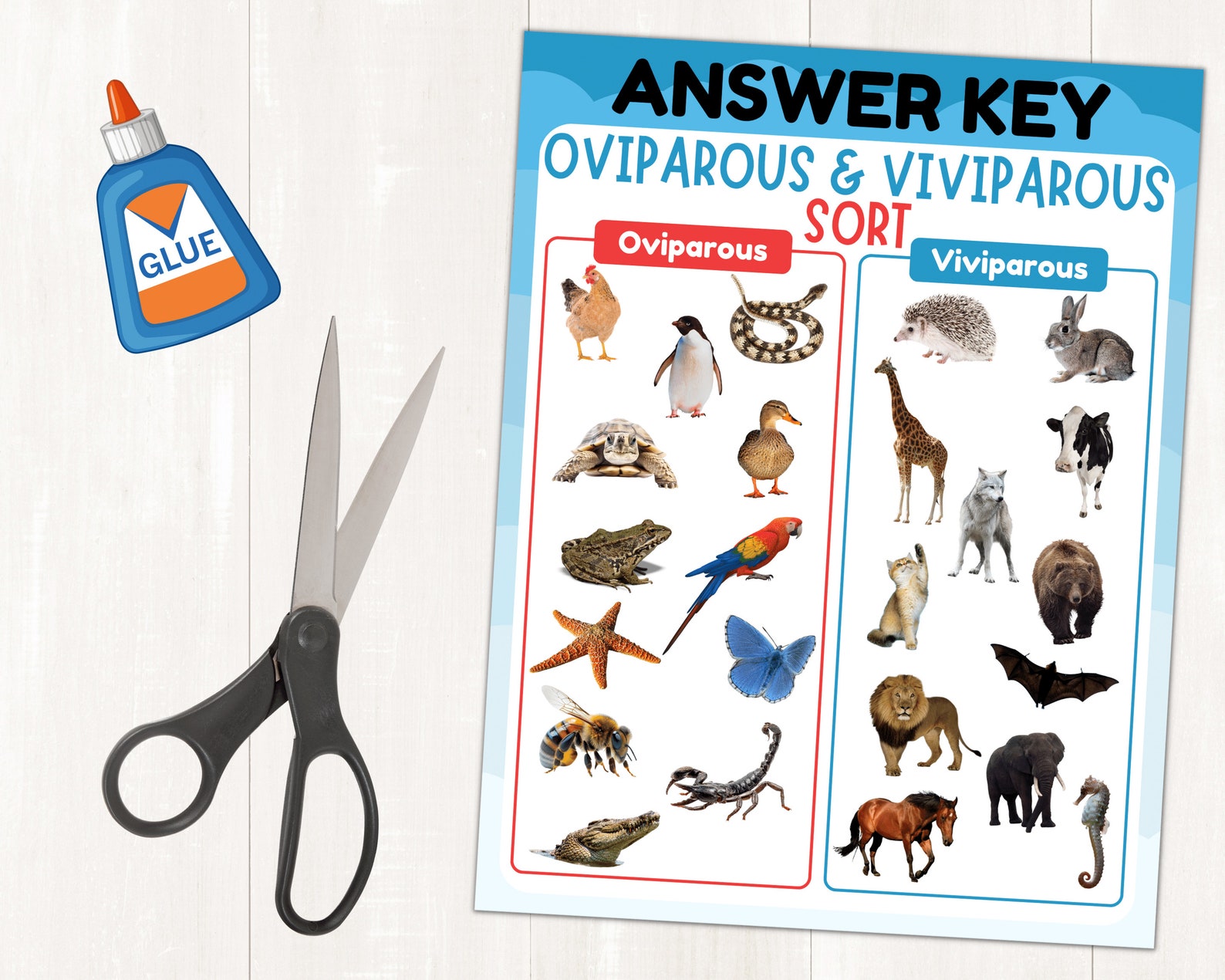 Oviparous and Viviparous Animal Sorting Activity | Real Pictures | Cut ...