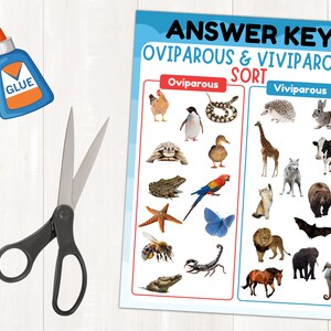 Oviparous and Viviparous Animal Sorting Activity | Real Pictures | Cut ...