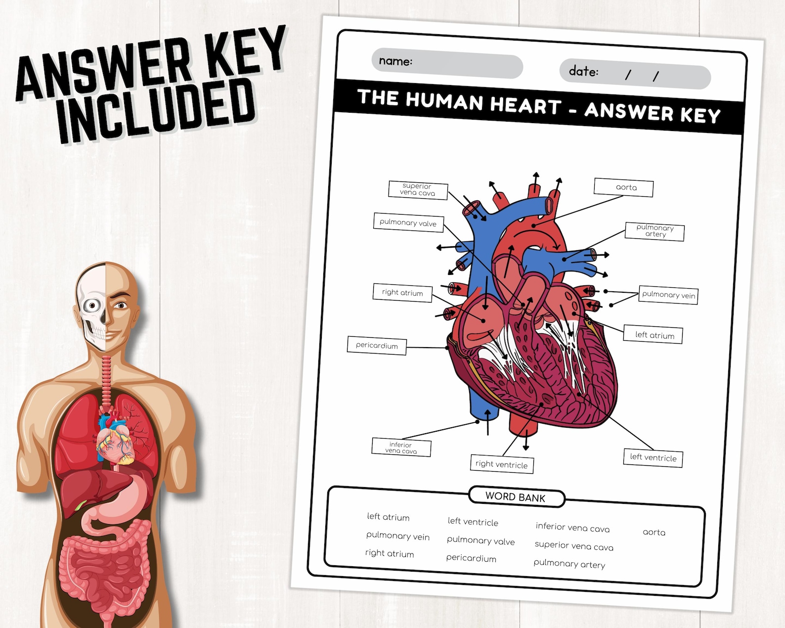 Human Heart Parts Labeling Worksheet | Anatomy of the Heart | Parts of ...