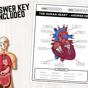 Human Heart Parts Labeling Worksheet | Anatomy of the Heart | Parts of ...