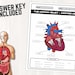 Human Heart Parts Labeling Worksheet | Anatomy of the Heart | Parts of ...