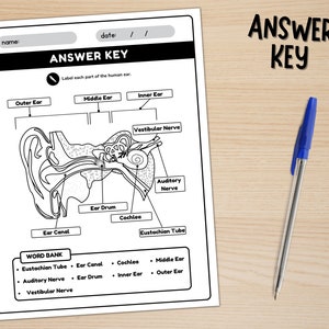 Parts of the Ear Diagram Worksheet | Anatomy of the Ear | Ear Anatomy ...