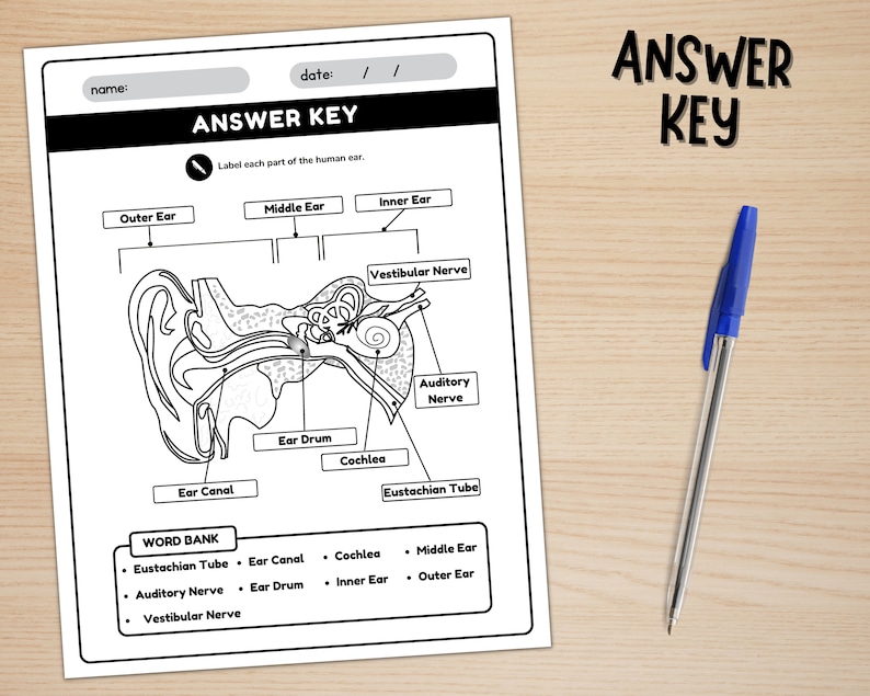 Parts of the Ear Diagram Worksheet | Anatomy of the Ear | Ear Anatomy ...