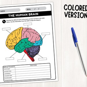 Human Brain Parts Labeling Worksheet | Anatomy of the Brain | Parts of ...