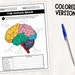 Human Brain Parts Labeling Worksheet | Anatomy of the Brain | Parts of ...